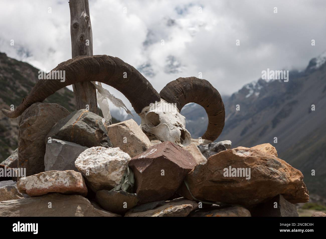 Goat skull in Himalayas, Nepal. Animal skull on the rocks with a ...