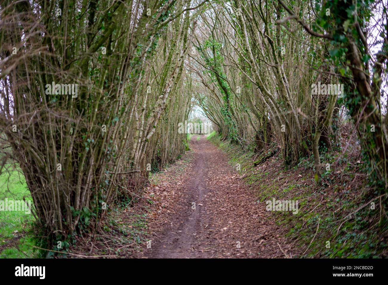 Path in the forest between rows of bushes in the countryside. Autumn or ...