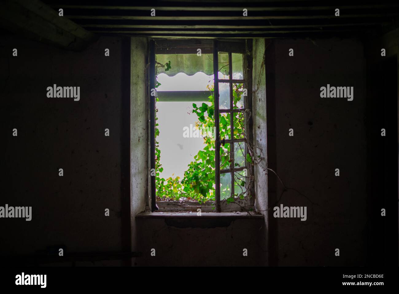Abandoned house with open window view from inside. Outside green plants ...