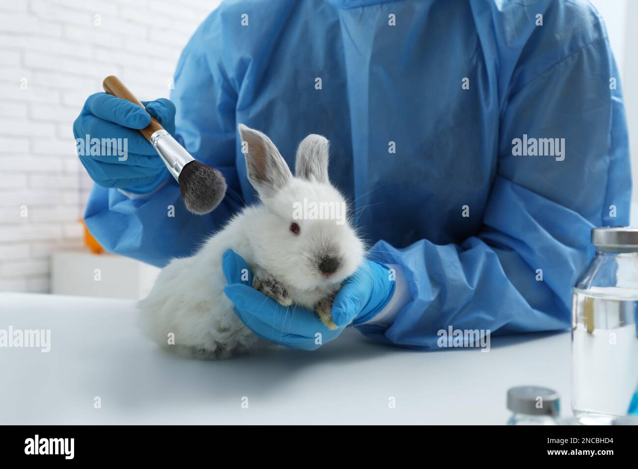 Scientist with rabbit and makeup brush in chemical laboratory, closeup ...