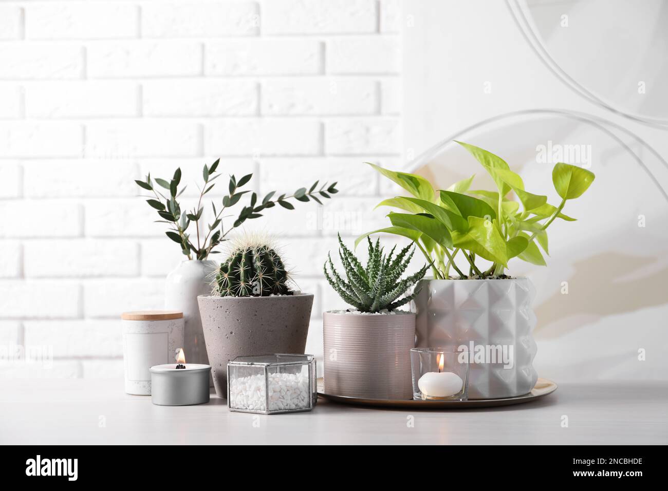 Beautiful Scindapsus, Aloe and Cactus in pots with decor on grey table ...