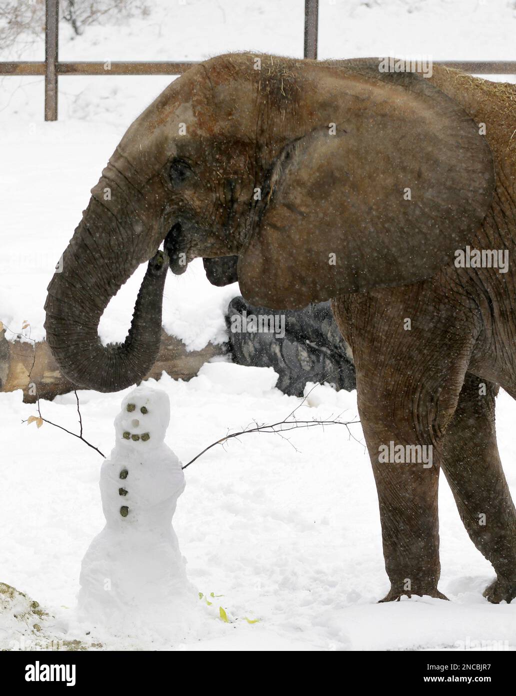 Tuffy, a 28-year-old male African elephant, eats food left by ...