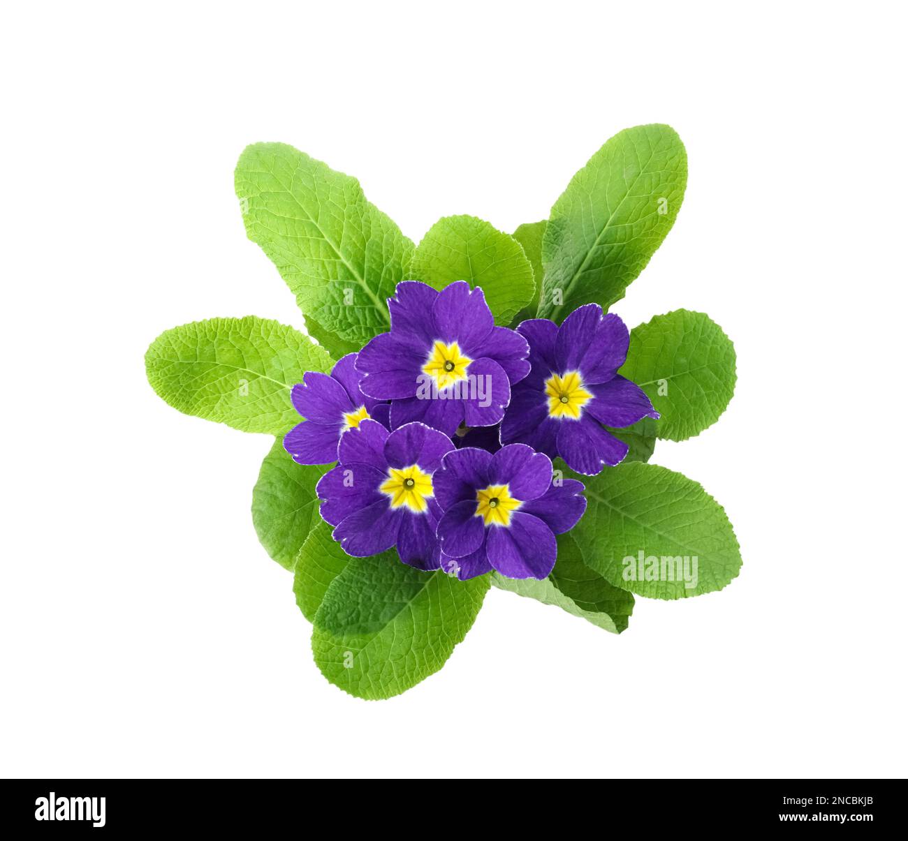 Beautiful primula (primrose) plant with purple flowers isolated on ...
