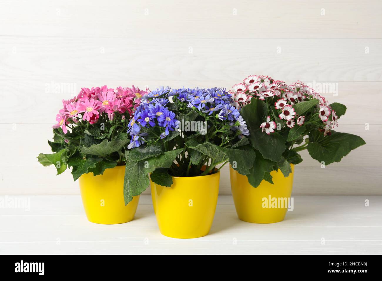 Many cineraria plants in hi-res stock photography and images - Alamy