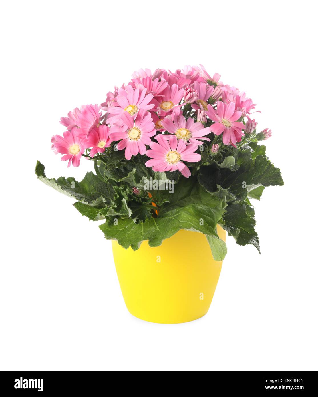 Beautiful pink cineraria plant in flower pot isolated on white Stock ...