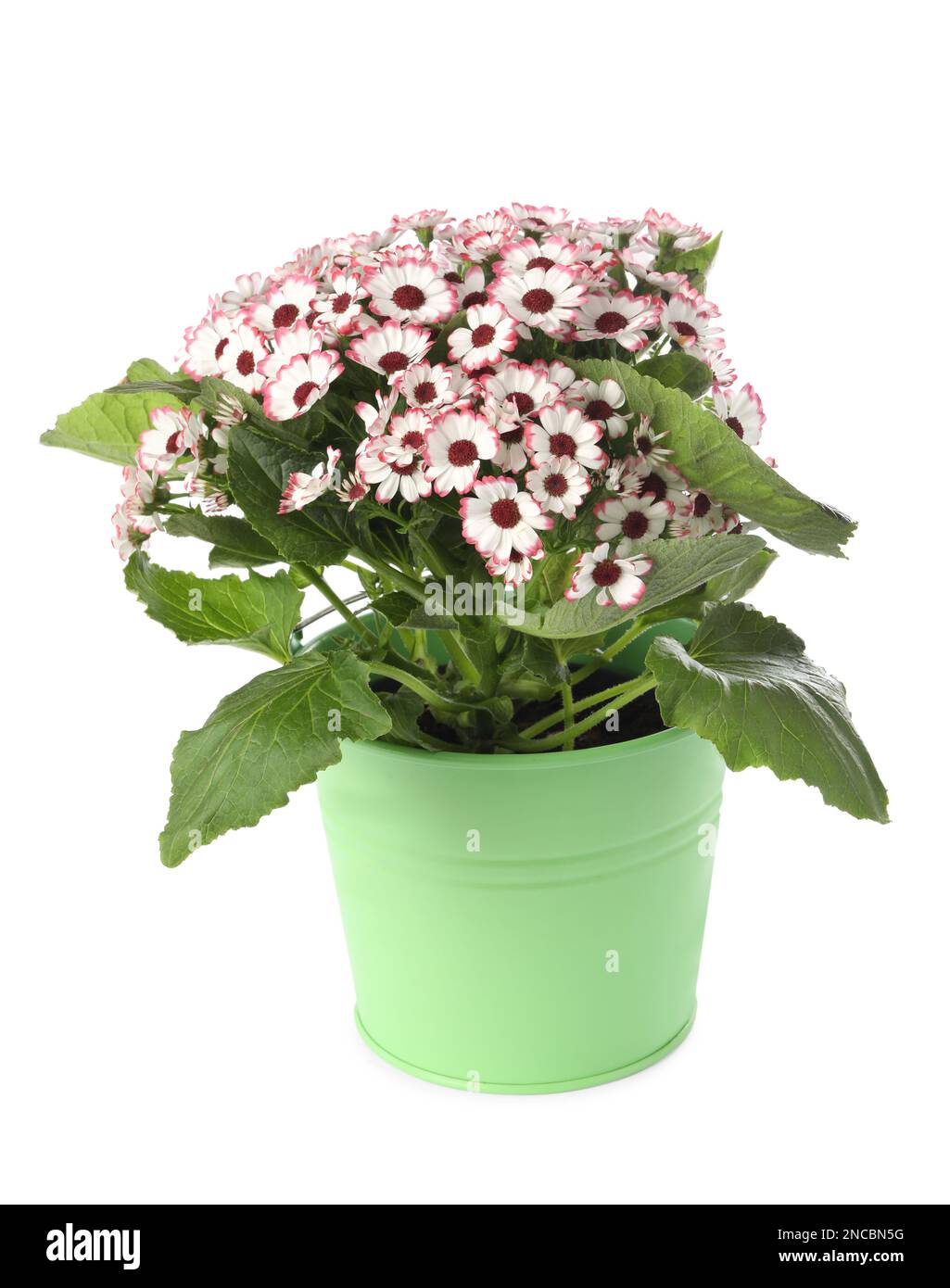 Beautiful cineraria plant in flower pot isolated on white Stock Photo ...