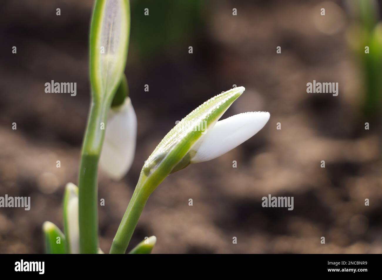 Beautiful snowdrops growing outdoors, closeup. Early spring flower ...