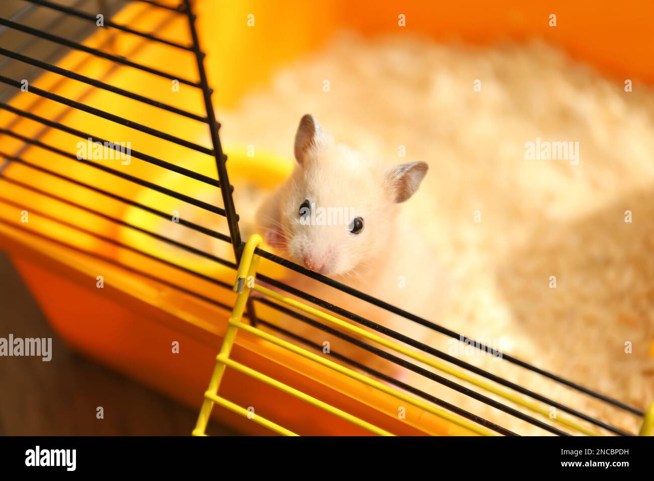 Cute little fluffy hamster playing in cage Stock Photo - Alamy