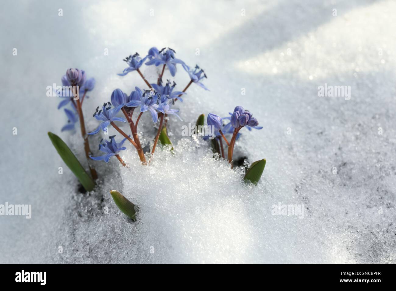 Beautiful lilac alpine squill flowers growing through Stock Photo - Alamy