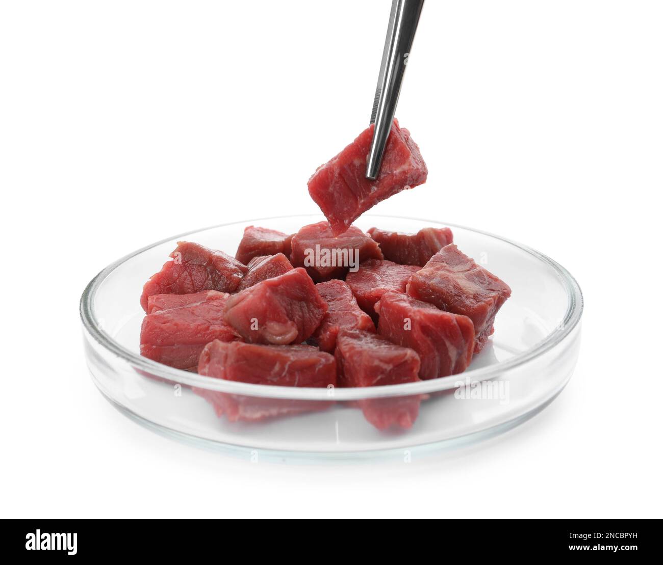 Taking raw cultured meat out of Petri dish with tweezers on white ...
