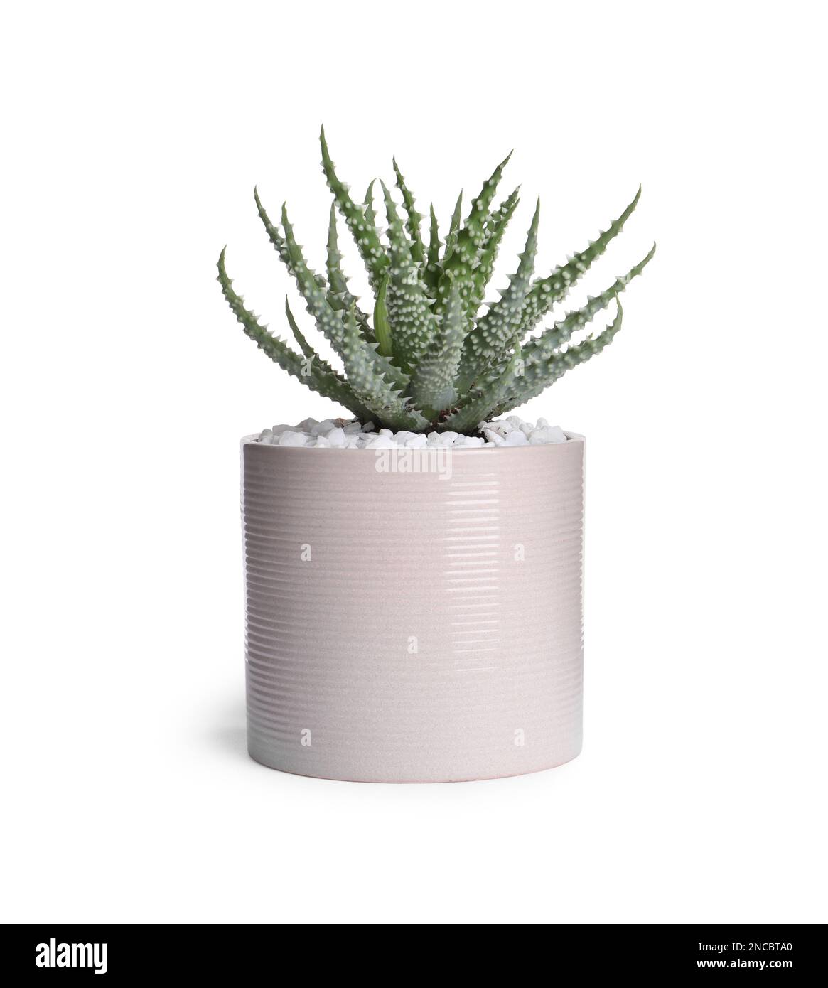 Aloe plants in succulent Cut Out Stock Images & Pictures - Alamy