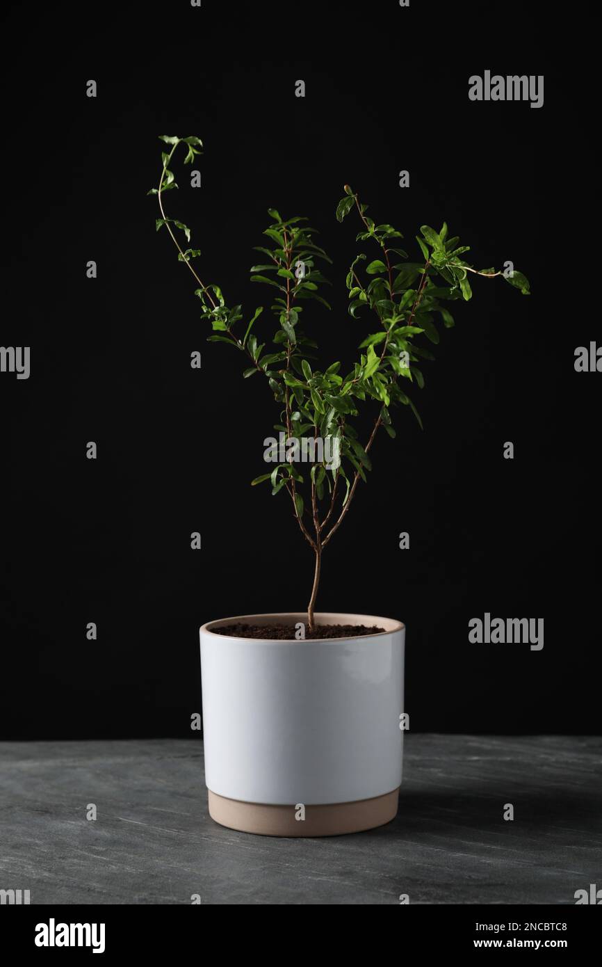 Pomegranate Plant With Green Leaves In Pot On Grey Table Against Black 6952