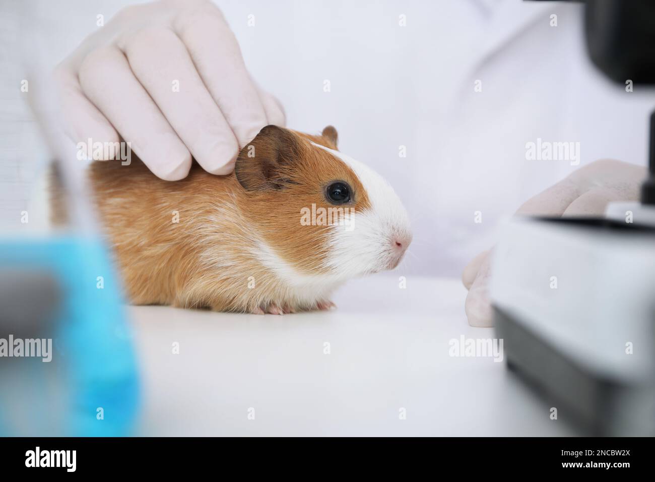 Scientist with guinea pig in chemical laboratory, closeup. Animal ...