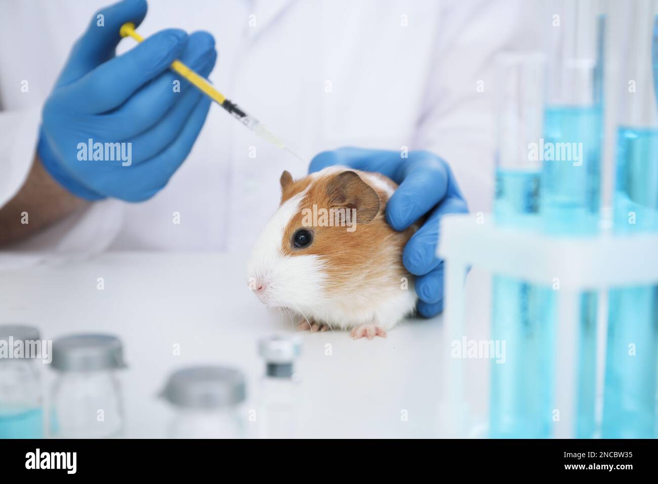 Scientist with syringe and guinea pig in chemical laboratory, closeup ...