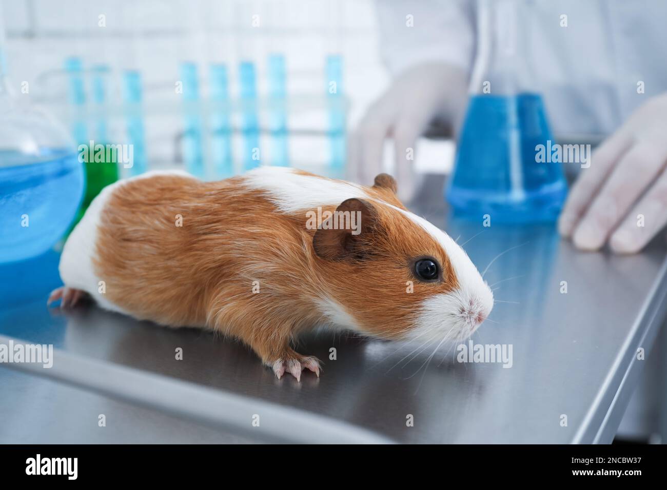 Pig laboratory hi-res stock photography and images - Alamy