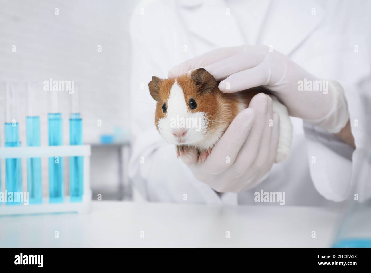 Scientist with guinea pig in chemical laboratory, closeup. Animal ...