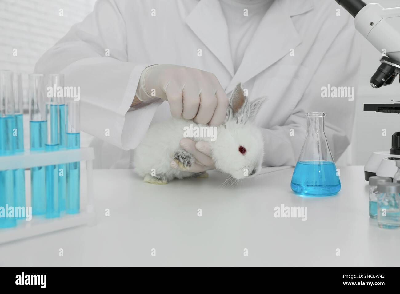Scientist with rabbit in chemical laboratory, closeup. Animal testing ...