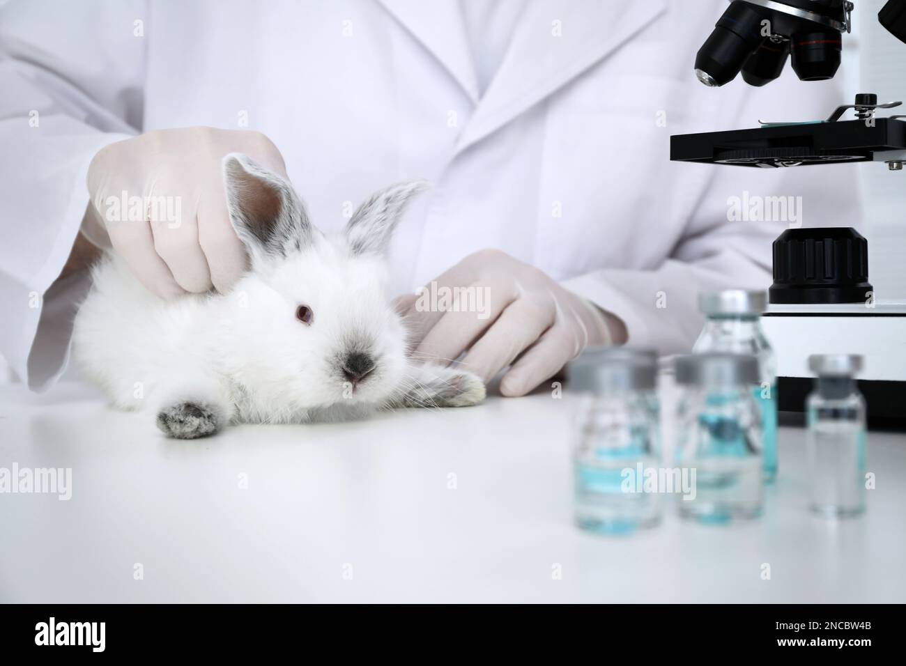 Scientist with rabbit in chemical laboratory, closeup. Animal testing ...