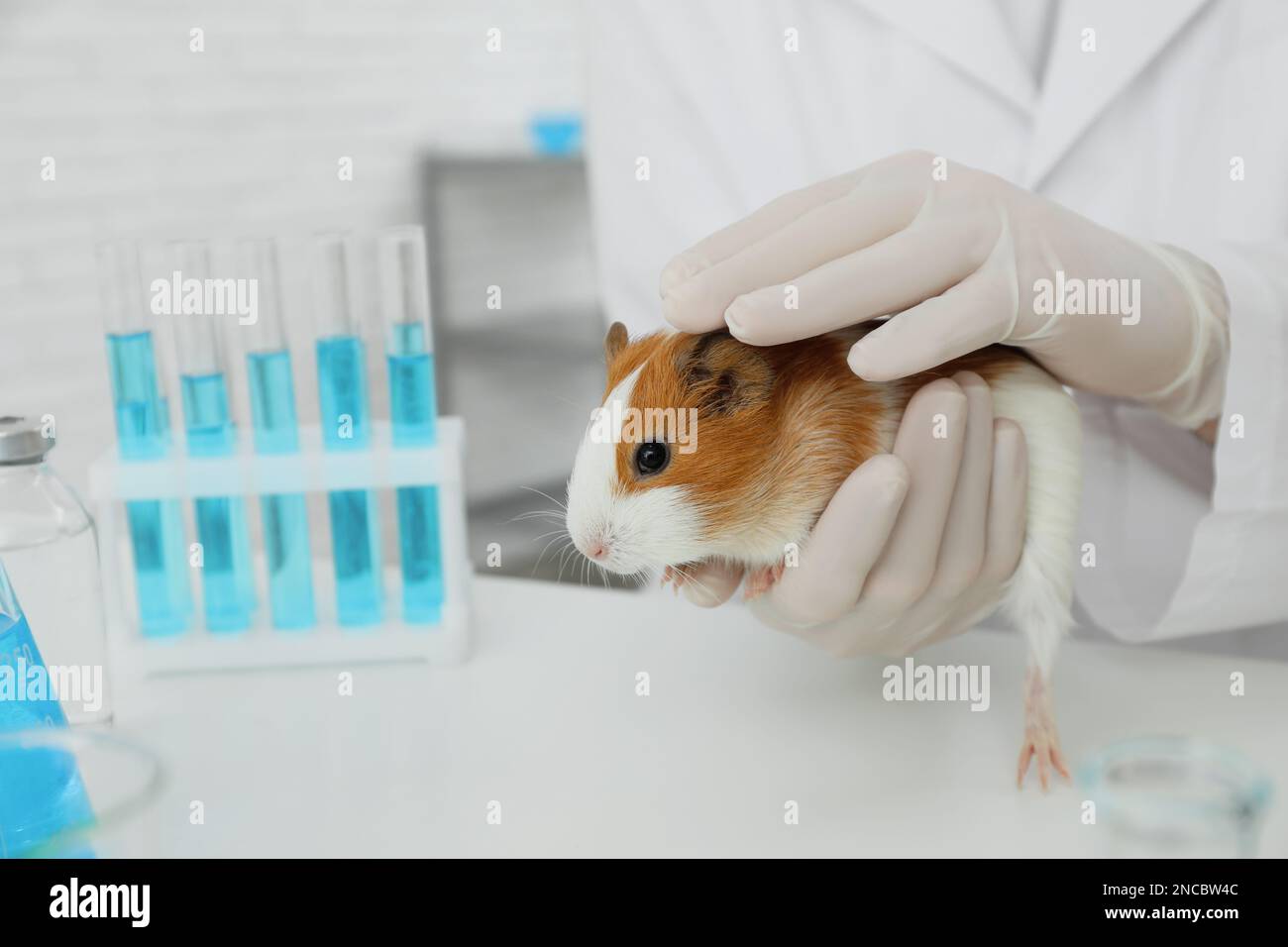 Scientist with guinea pig in chemical laboratory, closeup. Animal ...