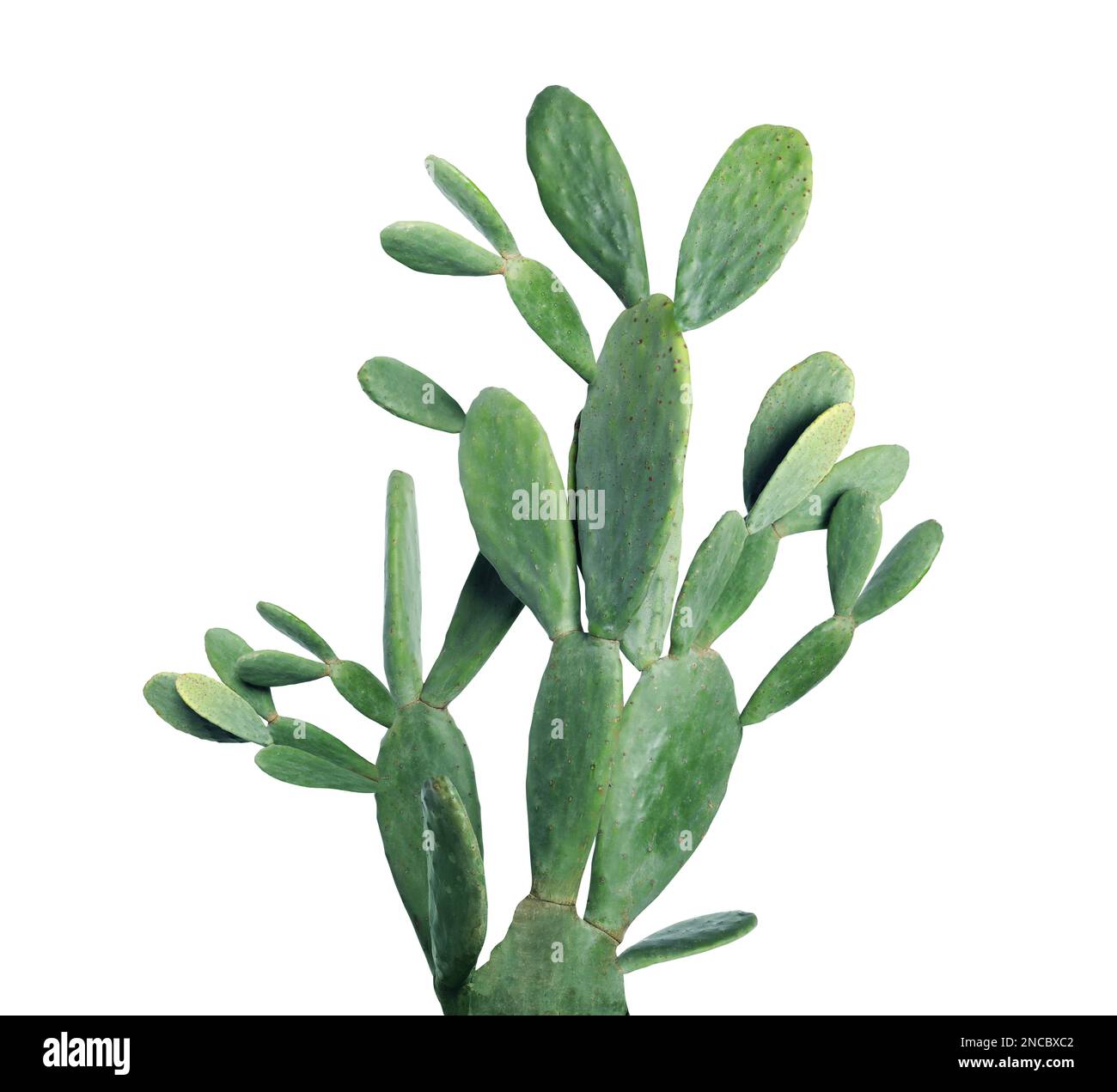 Beautiful big green cactus on white background Stock Photo - Alamy