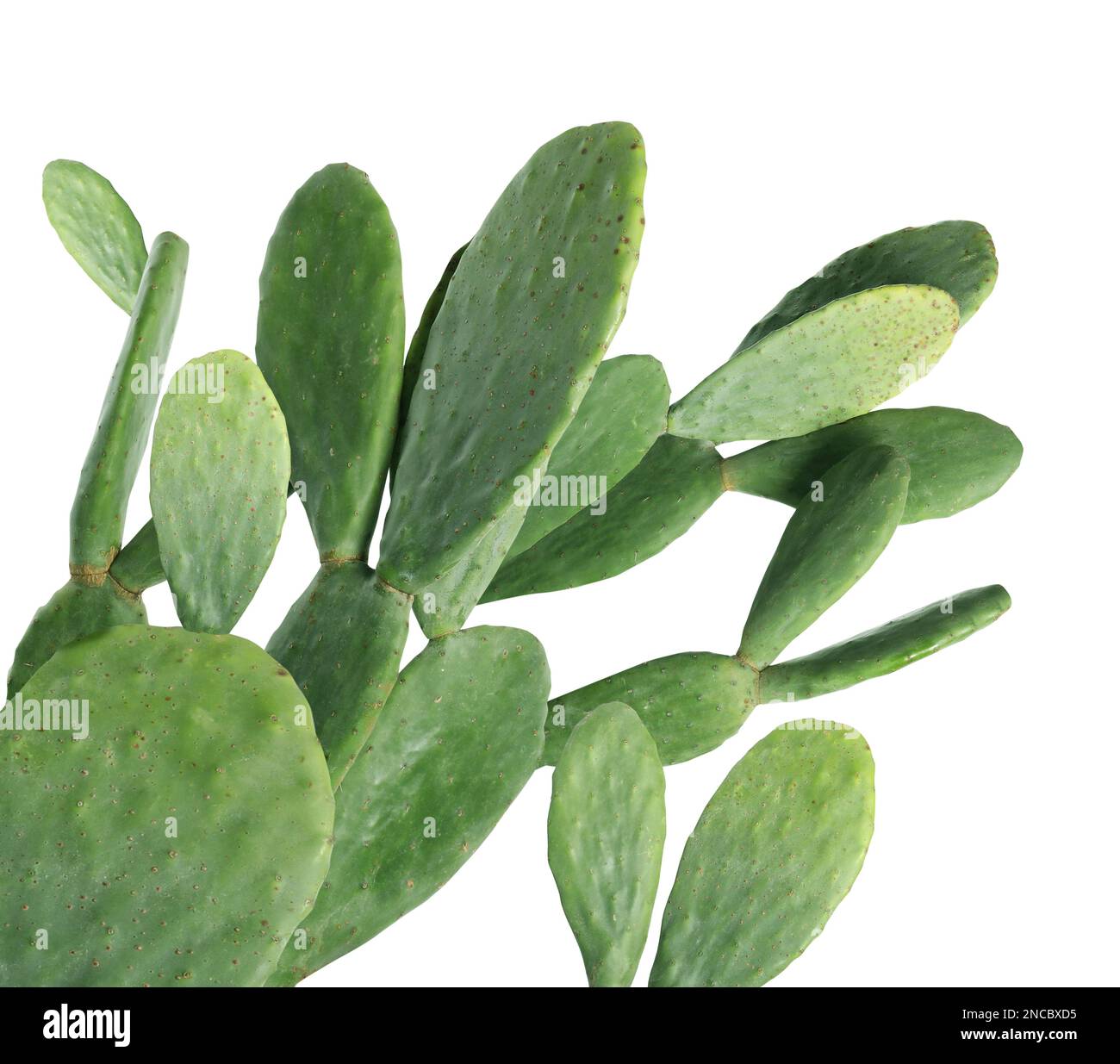 Beautiful big green cactus on white background Stock Photo - Alamy