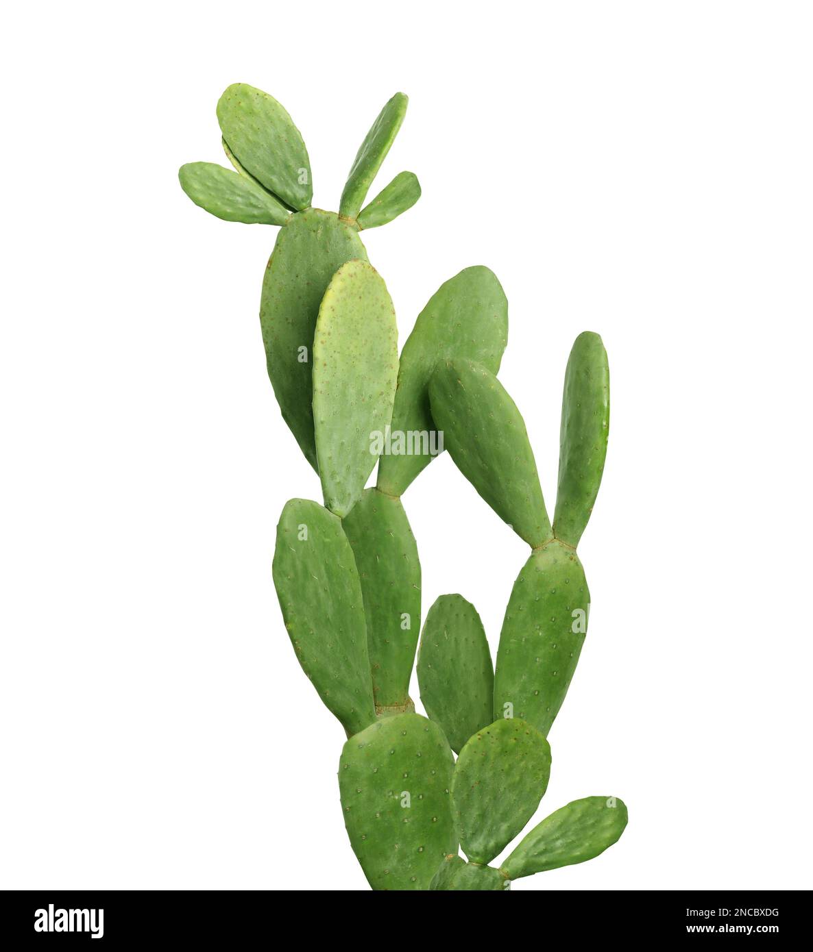 Beautiful big green cactus on white background Stock Photo - Alamy