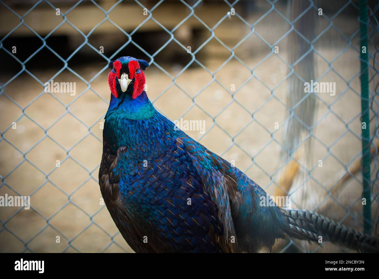Pheasant front hi-res stock photography and images - Alamy