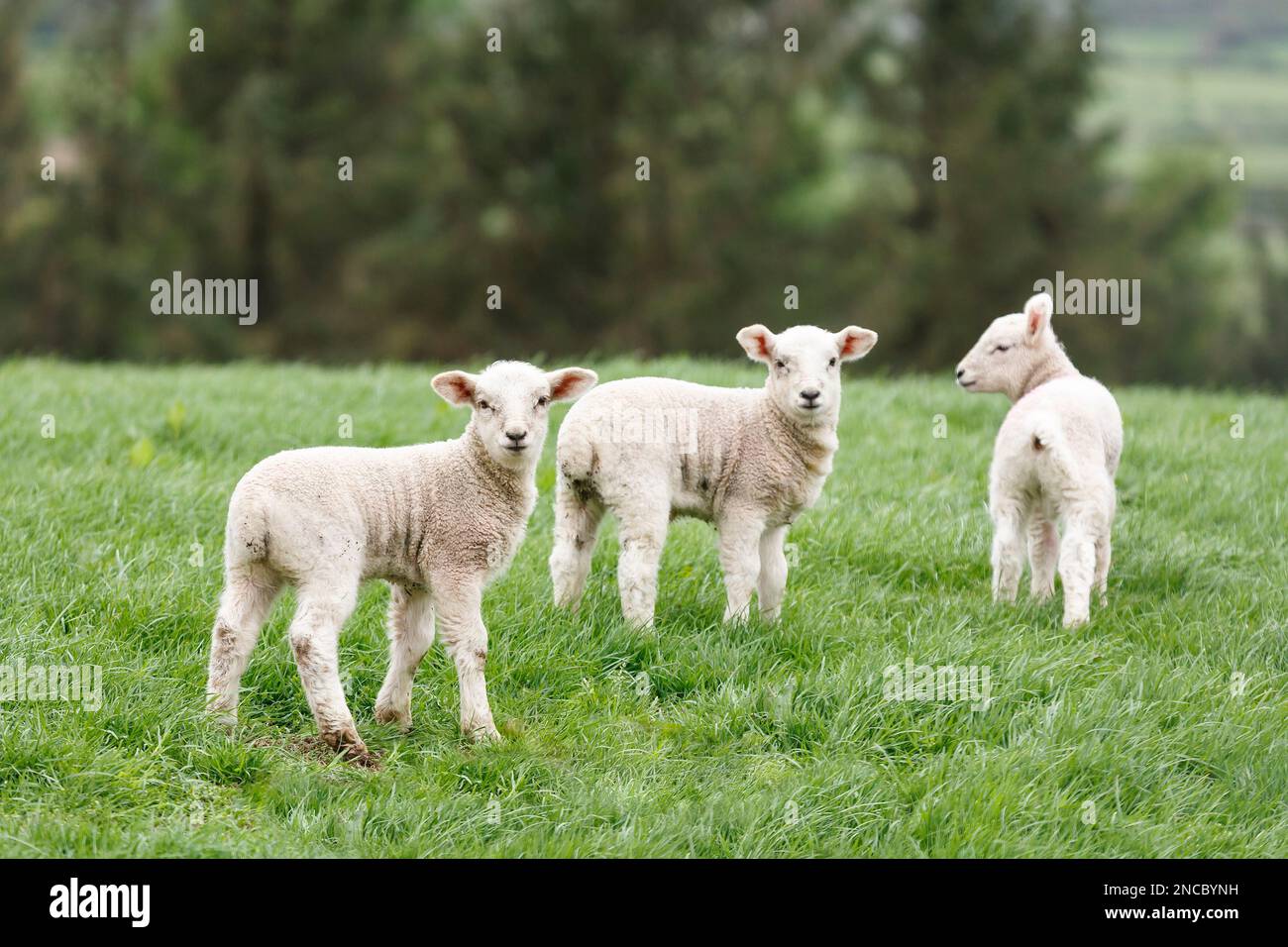 Lambs in spring time in green field. (Welsh mountain sheep.) Snowdonia ...