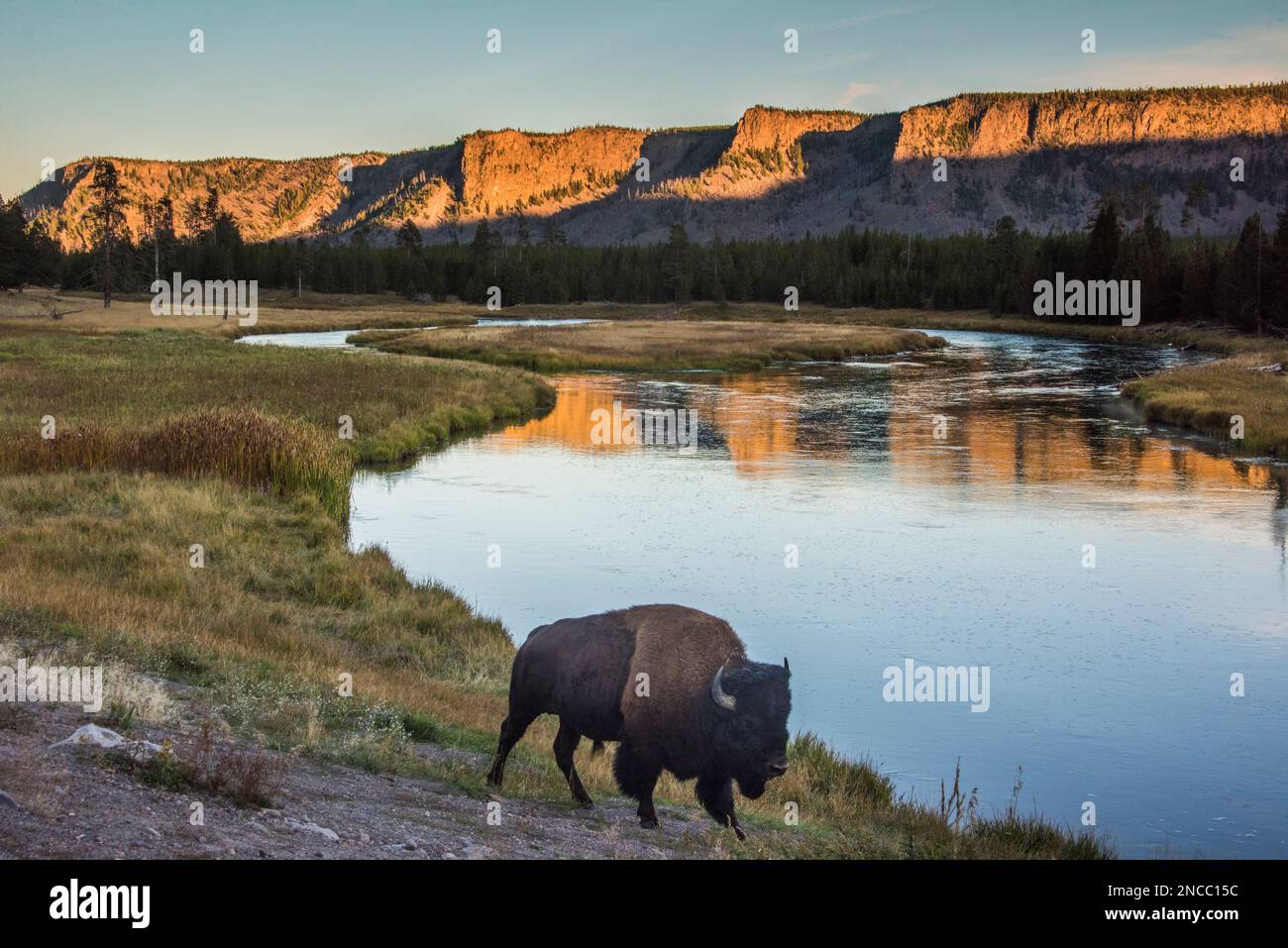 A bull bison walks along and in the Madison River at sunset for a ...