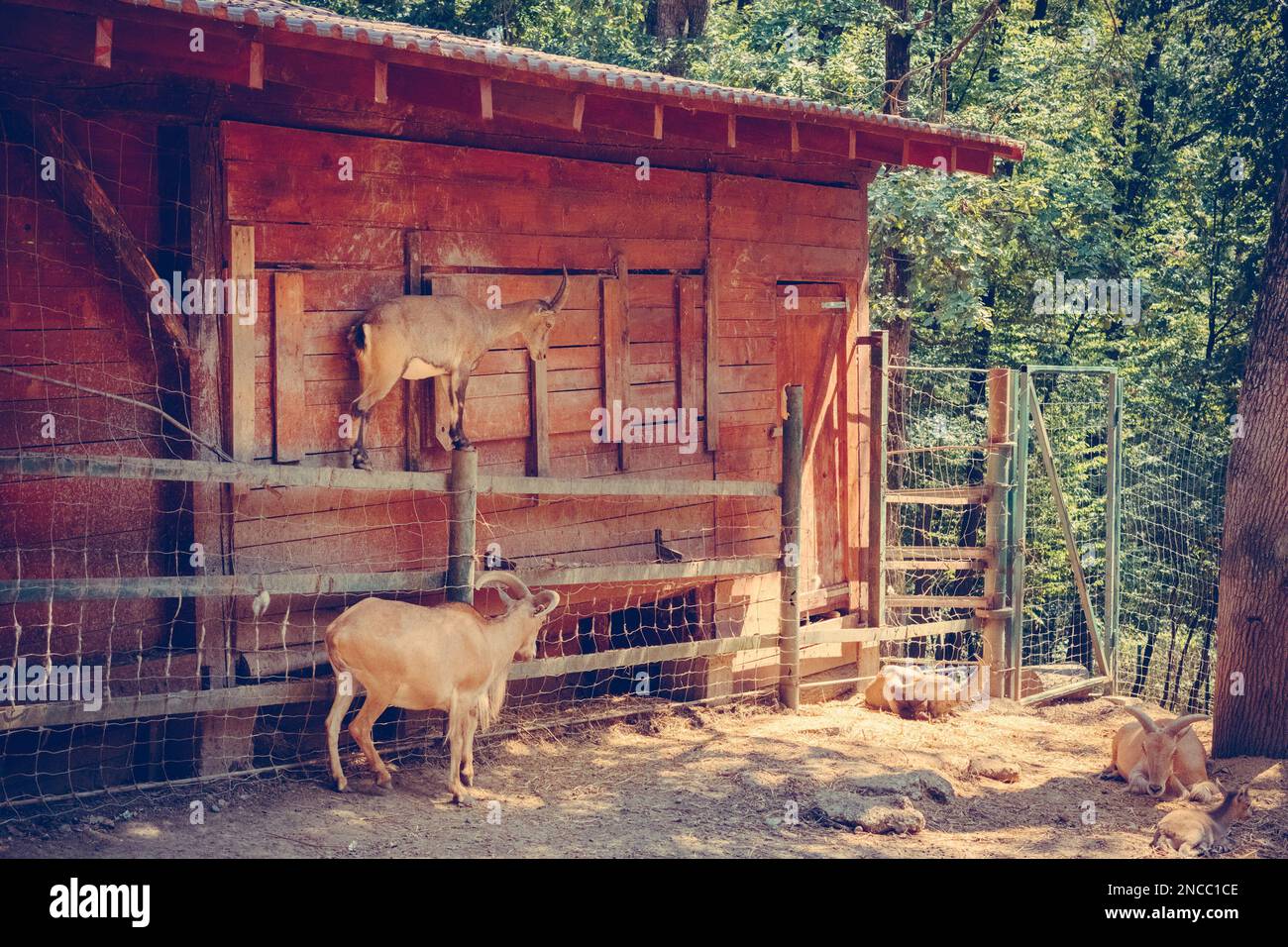 Two Alpine ibex standing in the front of a wooden barn Stock Photo - Alamy