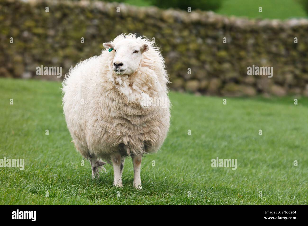Welsh mountain sheep in a green field in Snowdonia, Wales, UK Stock ...