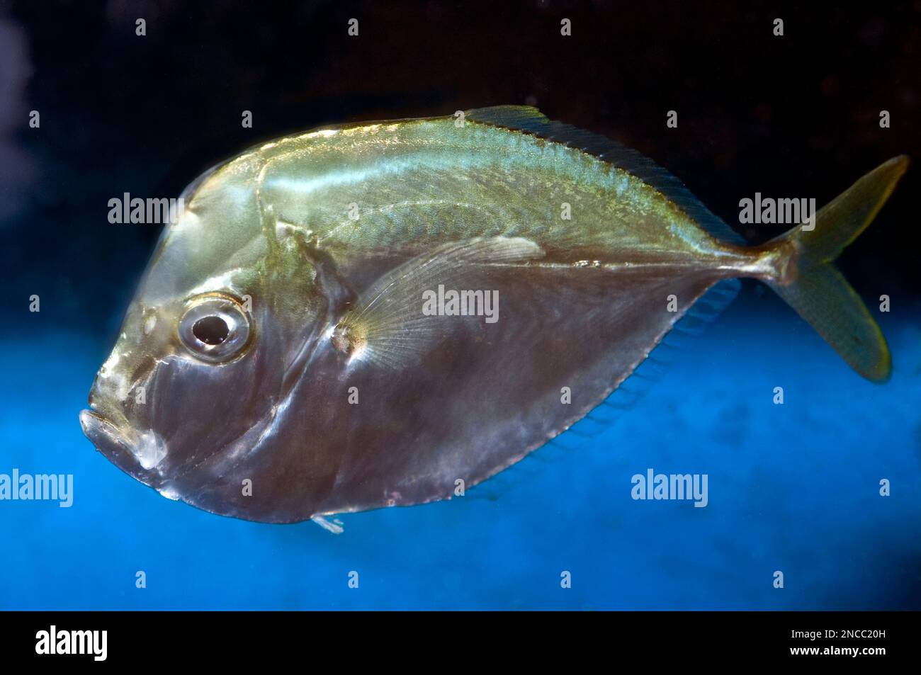 Portrait marine life fish hi-res stock photography and images - Alamy