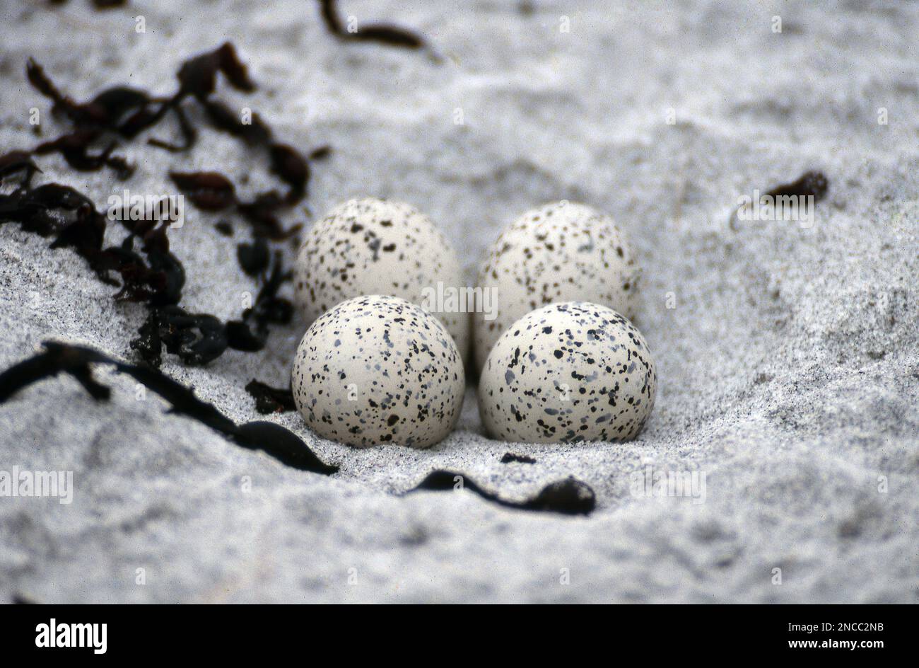 Piping plover nest eggs hi-res stock photography and images - Alamy