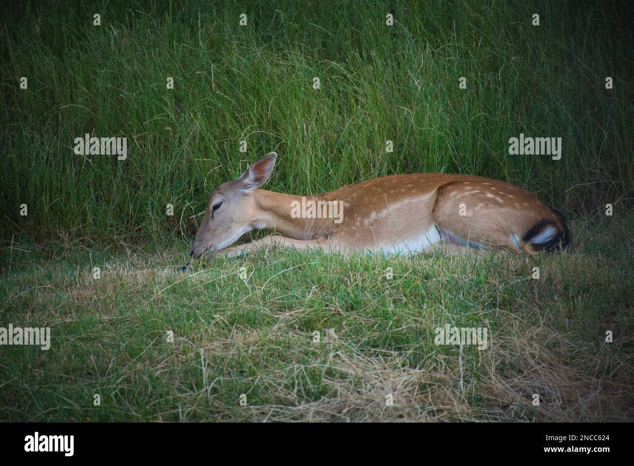 A cute European fallow deer lying and resting in the grass Stock Photo ...