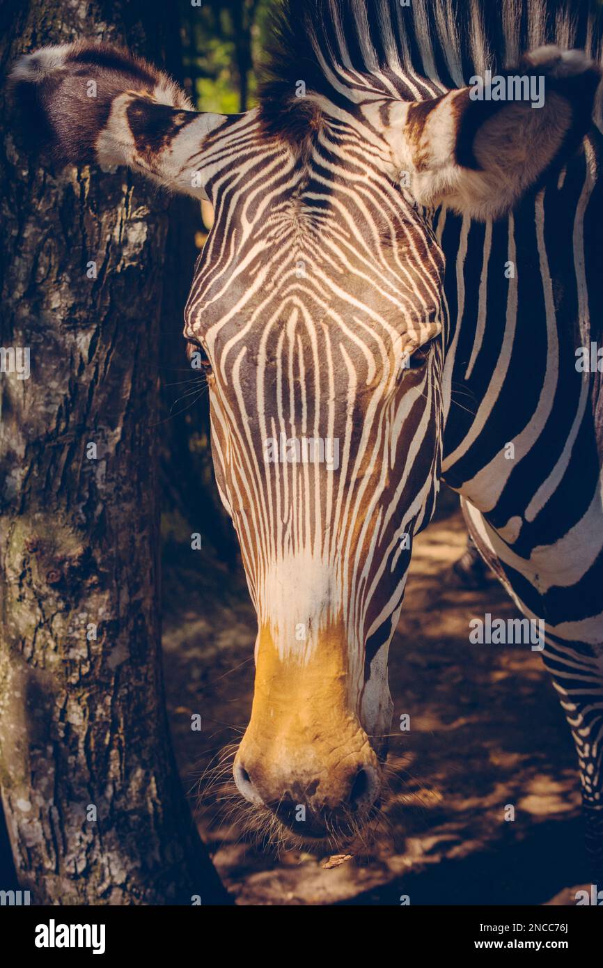 A vertical closeup of a zebra on the farmland Stock Photo - Alamy