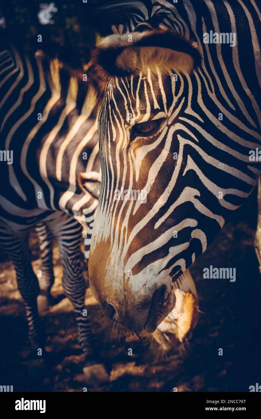 A vertical closeup of a zebra on the farmland Stock Photo - Alamy