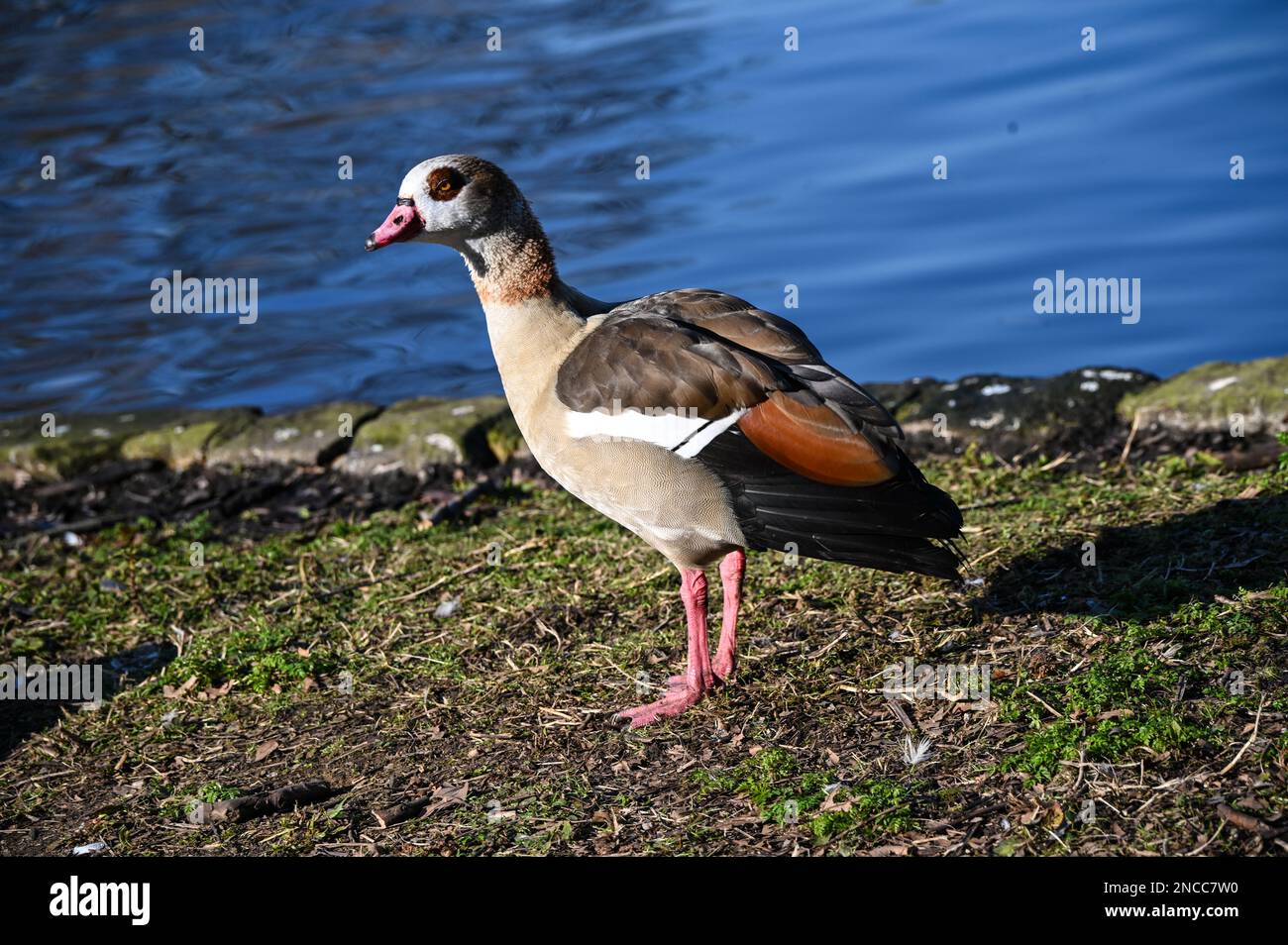 14th February 2023. London, UK. Weather in the UK: Egyptian Geese enjoy ...