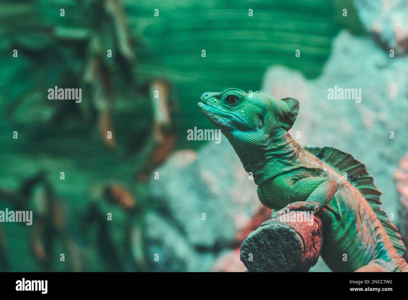 Basilisk glance hi-res stock photography and images - Alamy