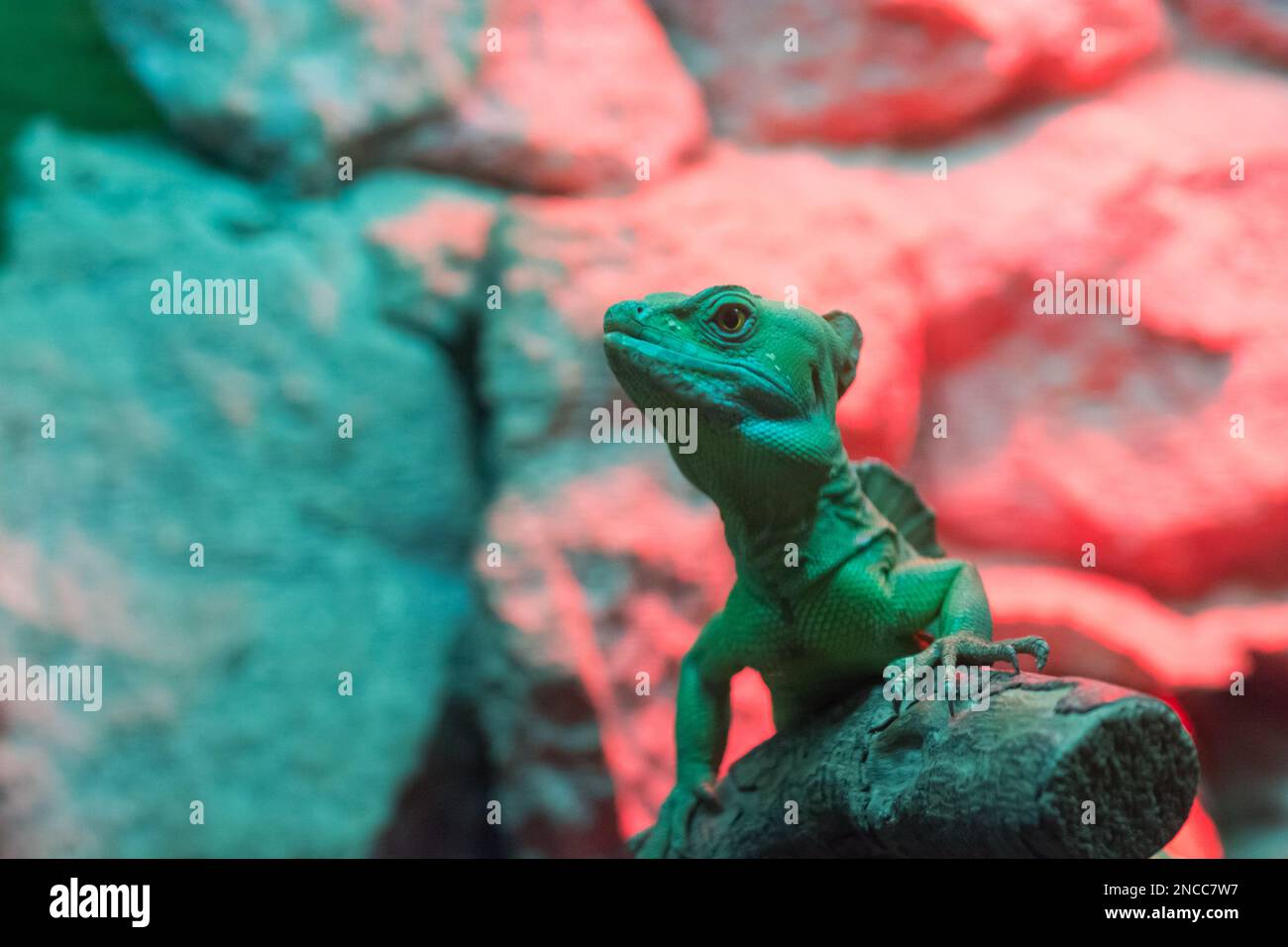 Basilisk glance hi-res stock photography and images - Alamy