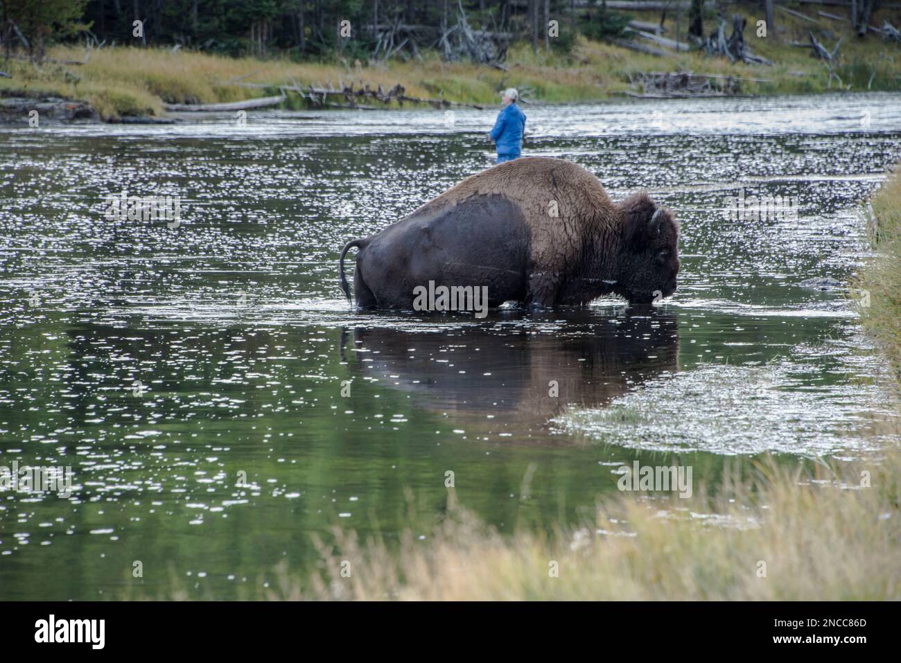 Male american bison bison bison near the yellowstone river hi-res stock ...