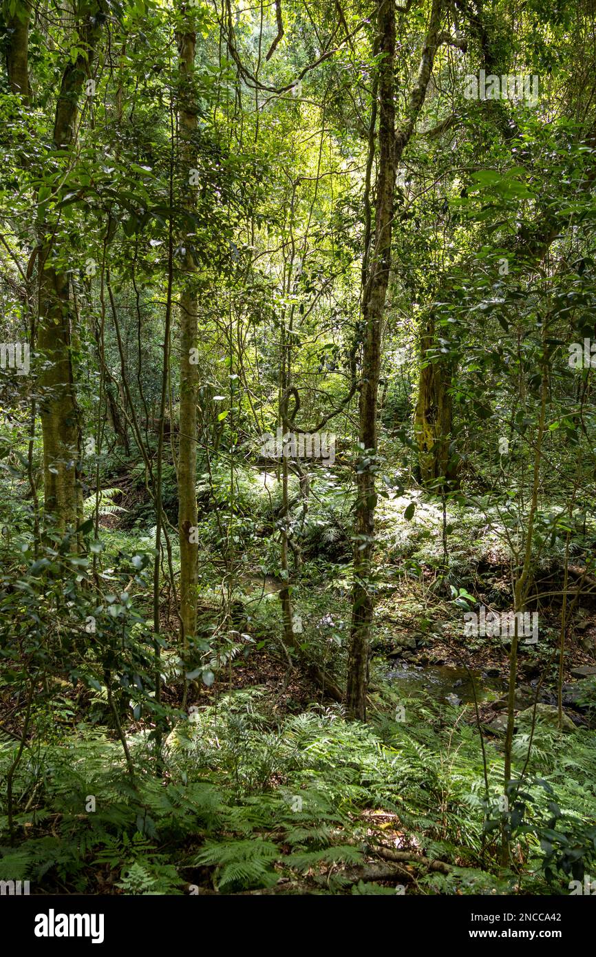 Bunya Mountains Rain Forest Stock Photo - Alamy