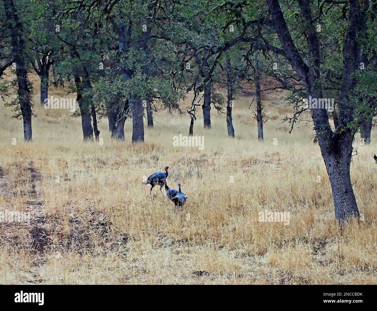 wild turkeys in California Stock Photo - Alamy
