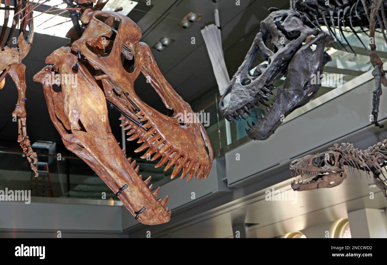 A preview of a Tyrannosaurus rex growth exhibit features three ...