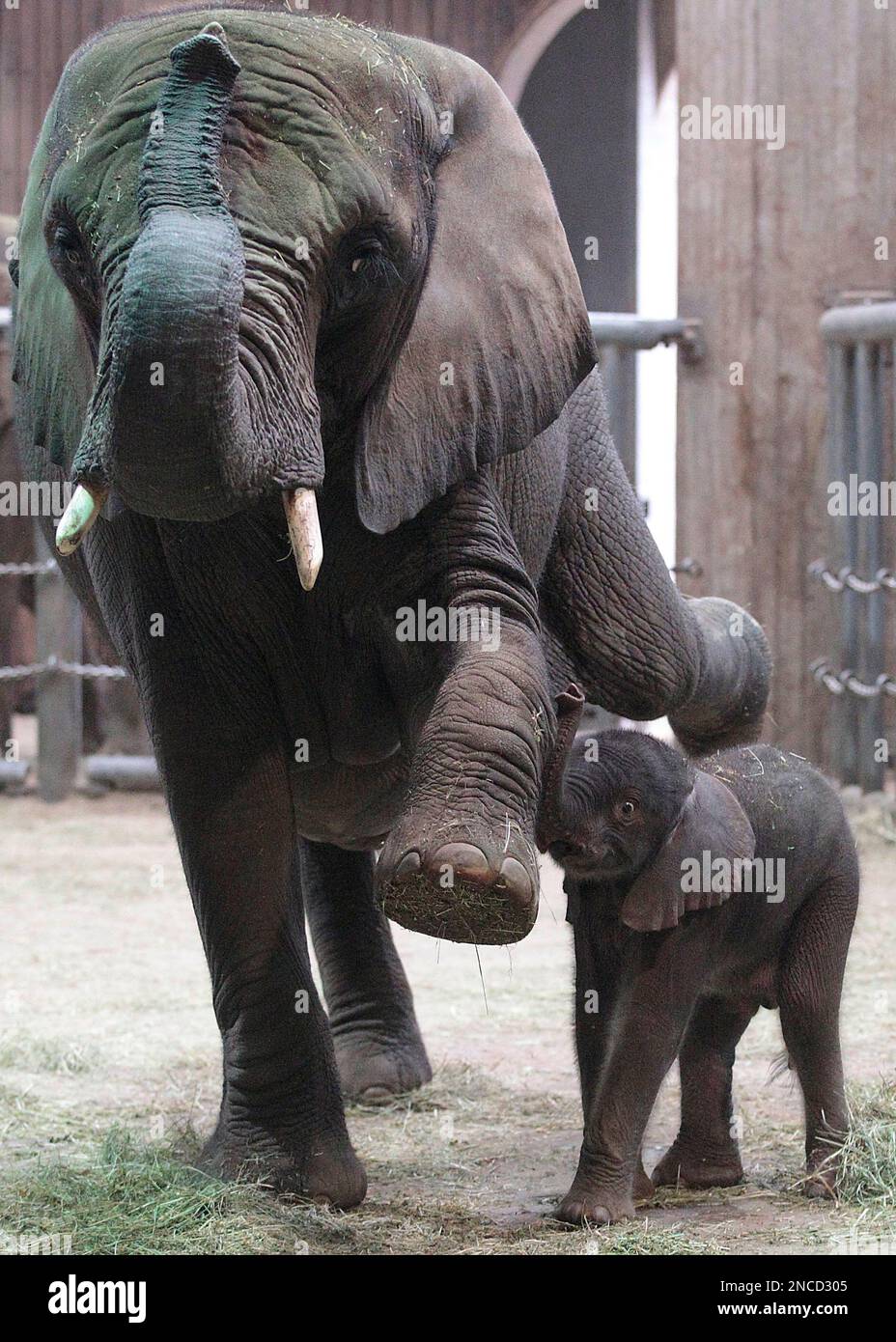 Baby elephant Uli stands close to his mother Sabie in the elephant ...