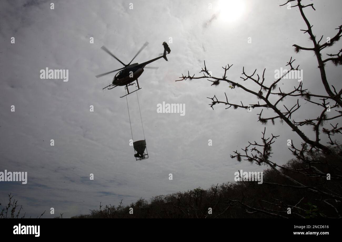 During an aerial operation, rat bait is released over Rabida Island ...