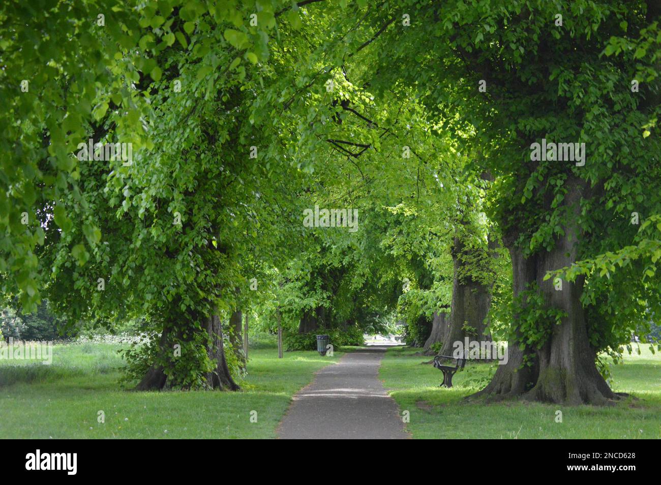 A beautiful scenery in a park of a pathway under the shade with bench ...