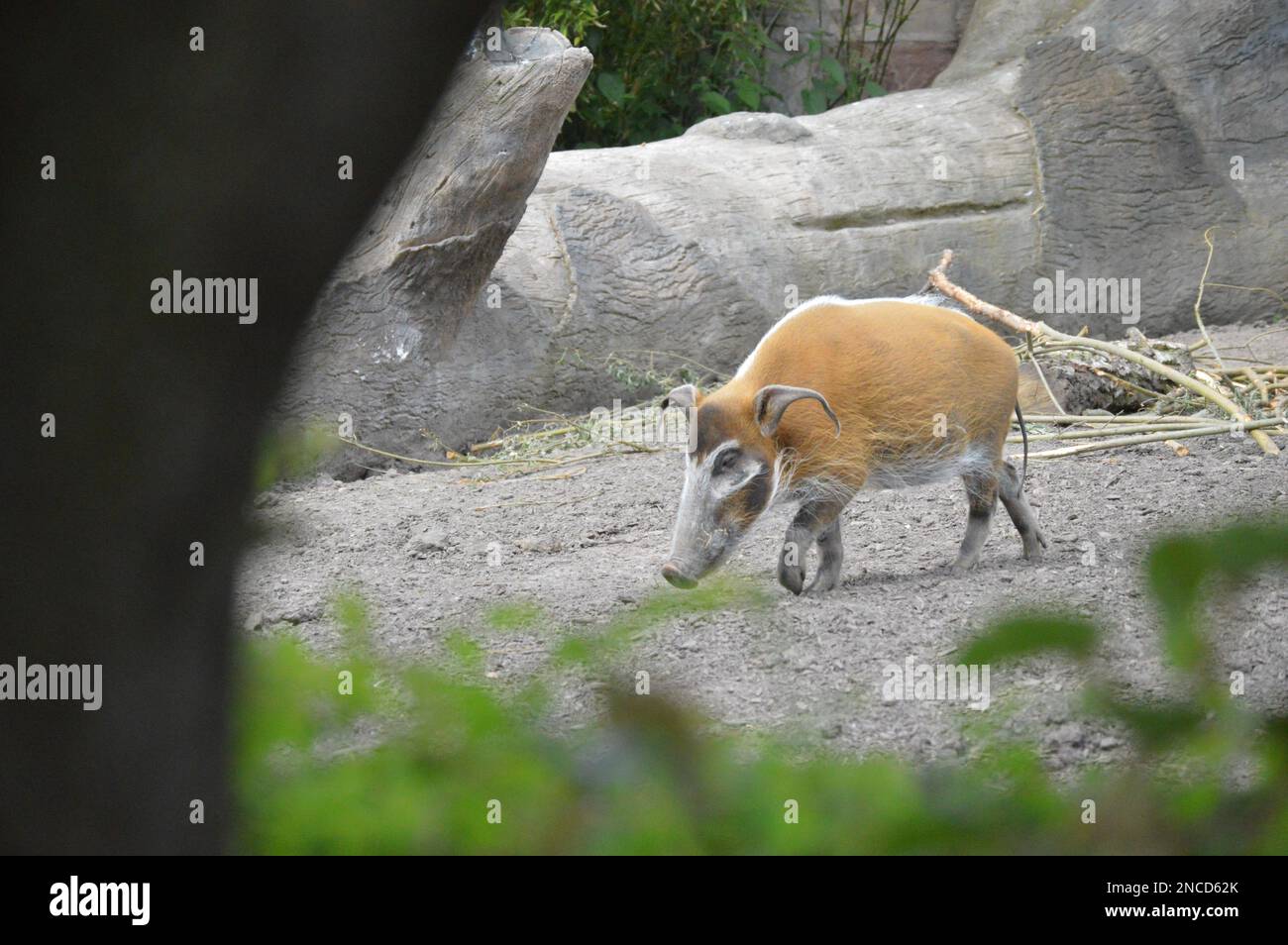 Boar walk hi-res stock photography and images - Alamy