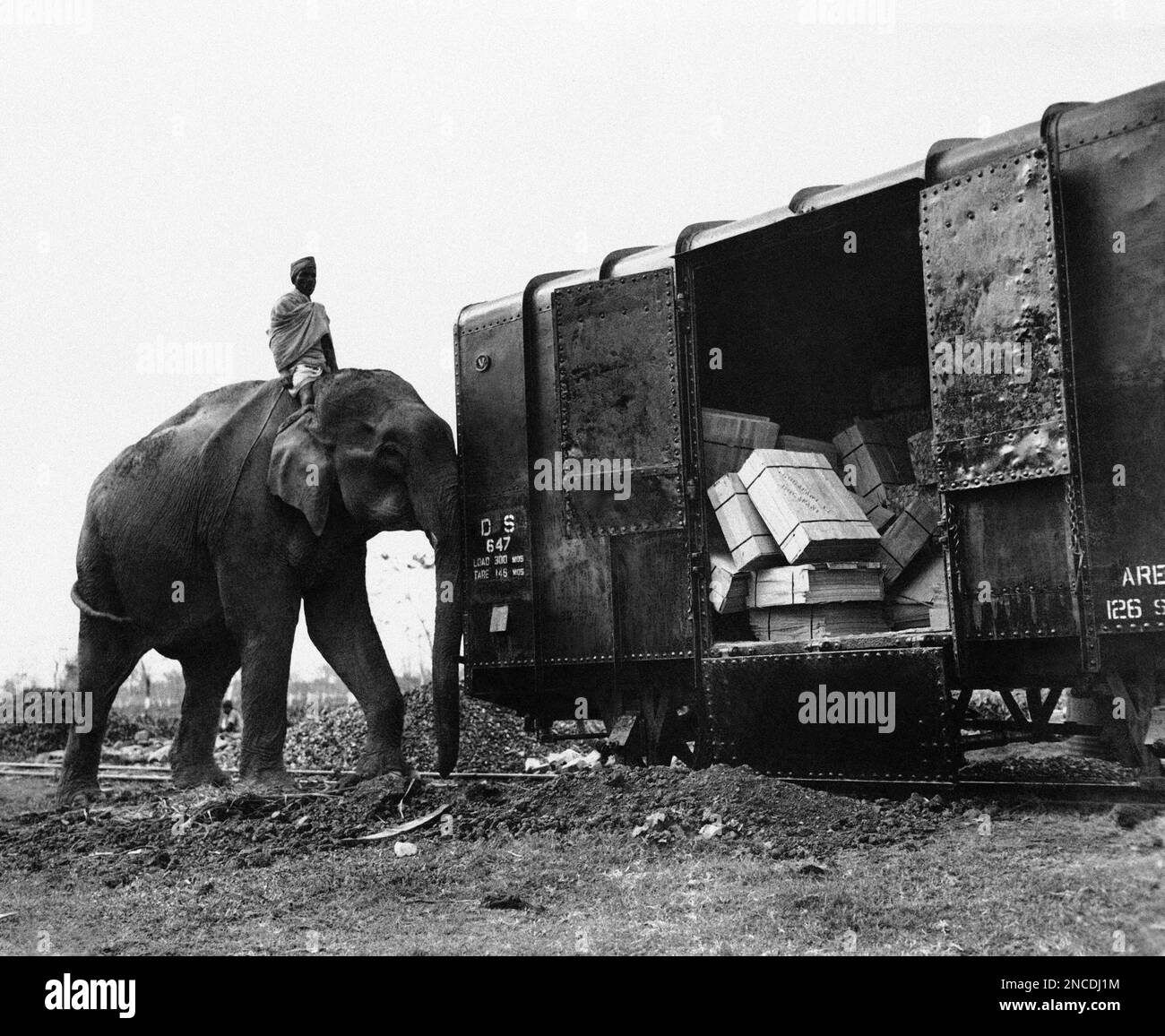 An elephant pushes a boxcar of the Bengal and Assam Railway in India on ...