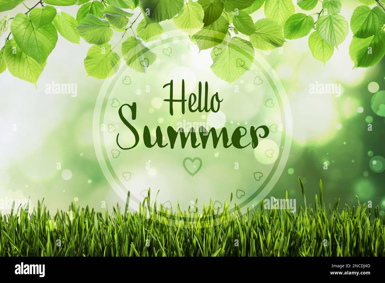 Hello Summer. Fresh green grass on blurred background Stock Photo - Alamy