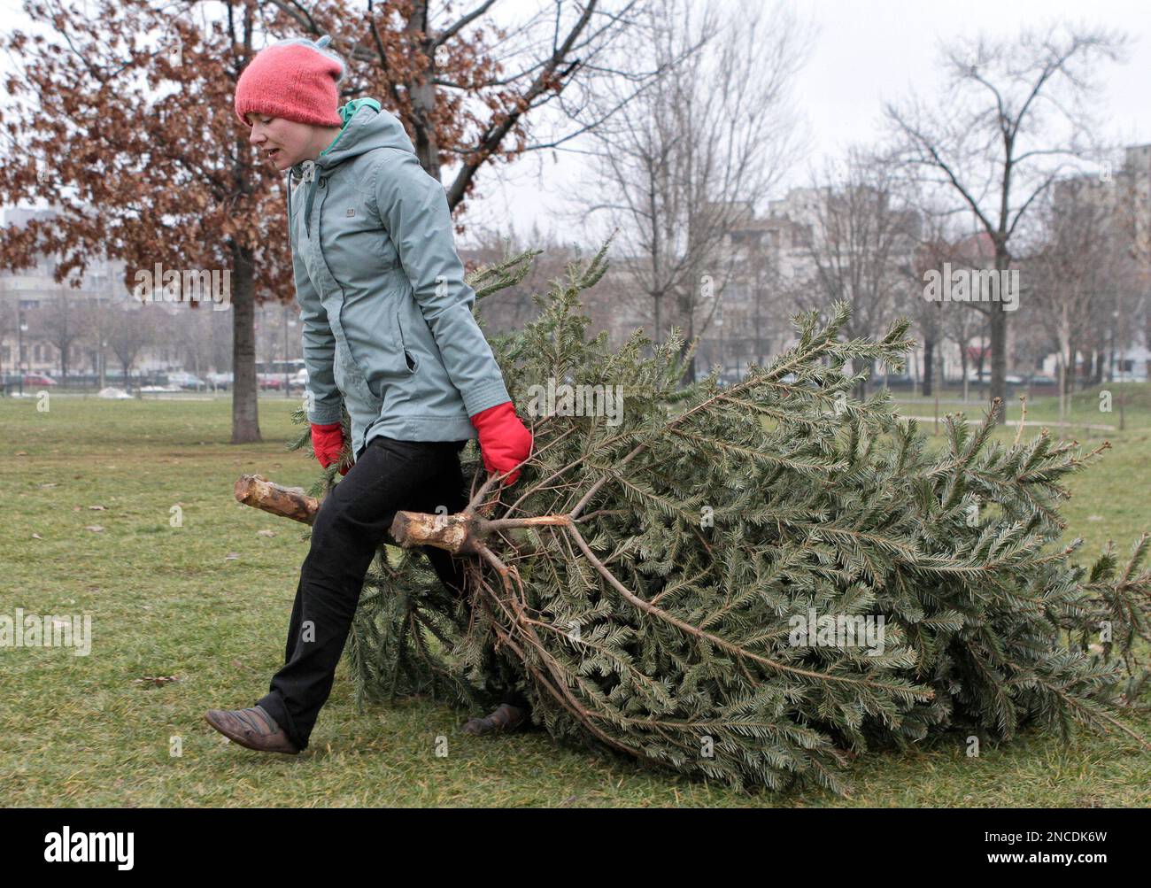 Czech artist Michaela Klakurkova drags discarded Christmas trees during ...